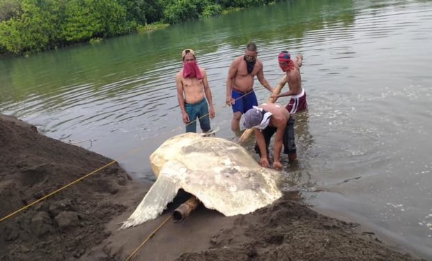 Ocean sunfish found dead in Tayabas Bay | Inquirer News