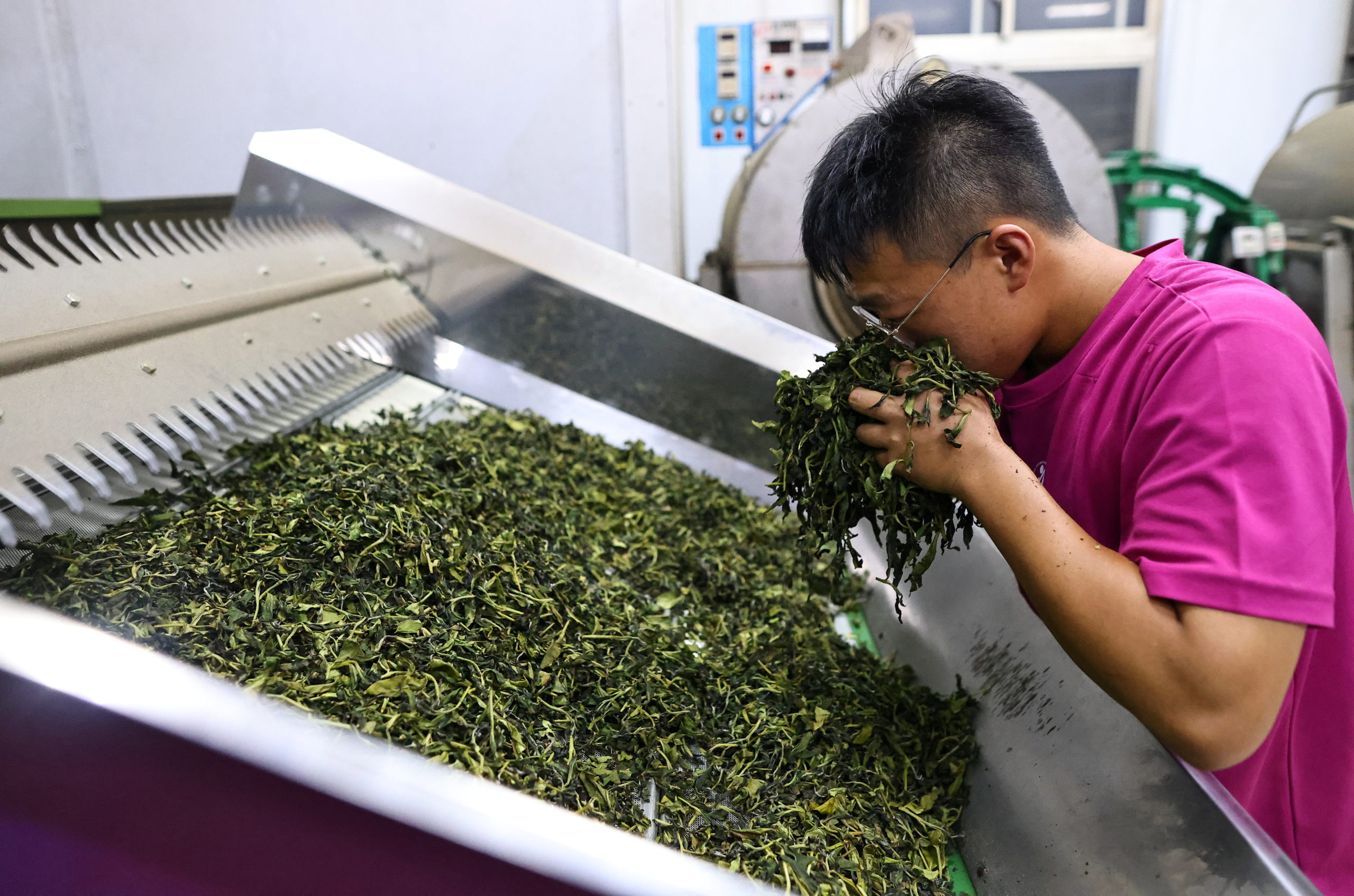 In Taiwan tea country, a scramble to adapt to extreme weather ...