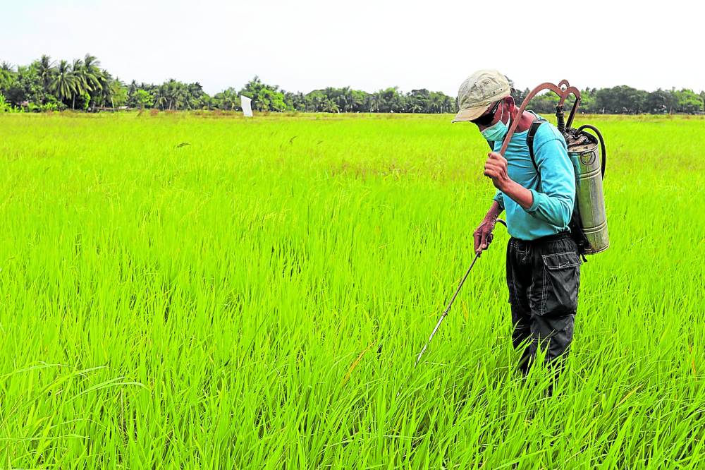 Sap-feeding black bugs attack Pampanga rice farms | Inquirer News