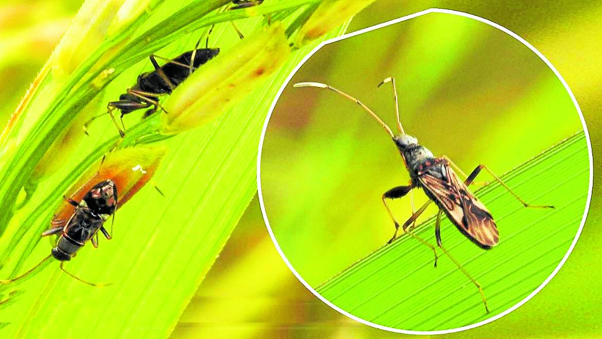 Black bugs hound farms in 14 Cagayan towns | Inquirer News