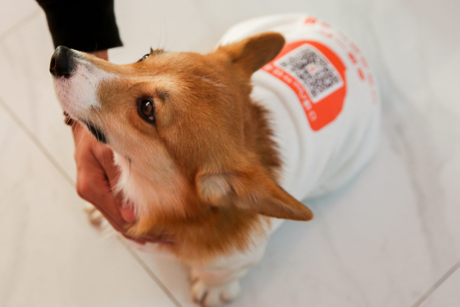 Corgi killing by health workers sparks outrage in China | Inquirer News
