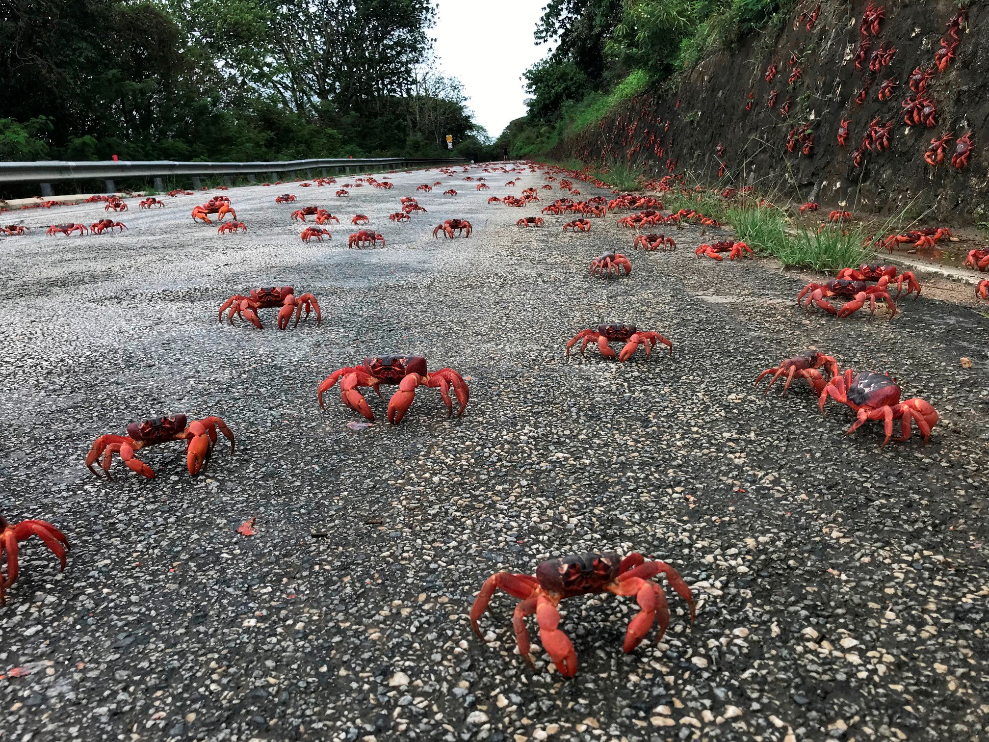 Mating crawl: Christmas Island crab migration jams traffic | Inquirer News