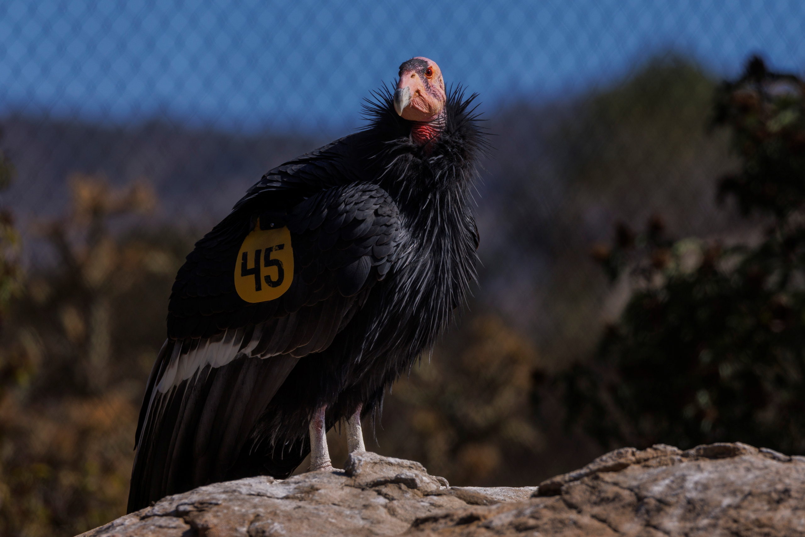 Study shows condors, an endangered species, can reproduce without ...
