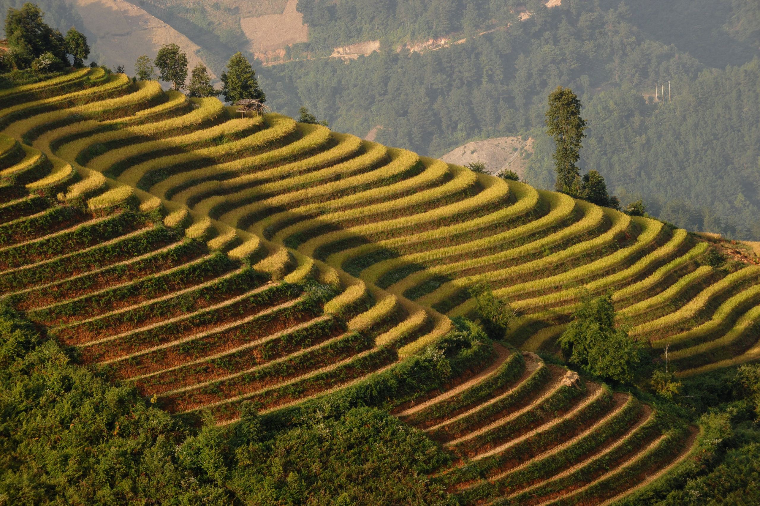 Vietnam's spectacular terraced ricefields wait for tourists | Inquirer News