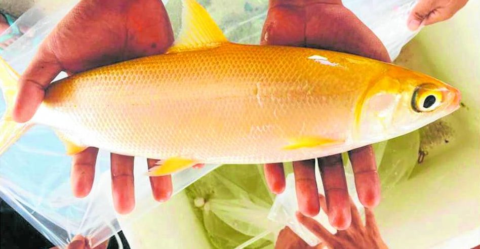 Rare golden ‘bangus’ caught in La Union thrills local folk | Inquirer News