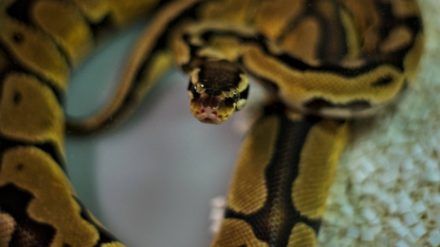 2-meter snake cause brownout in Iligan City | Inquirer News