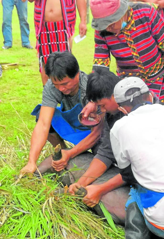 Keeping Ibaloy History And Heritage Alive Inquirer News