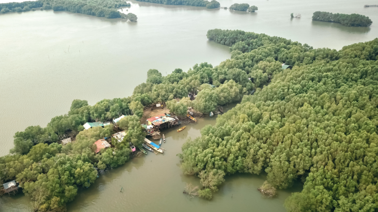 Mangroves save lives: Greenbelt zones pushed in PH | Inquirer News