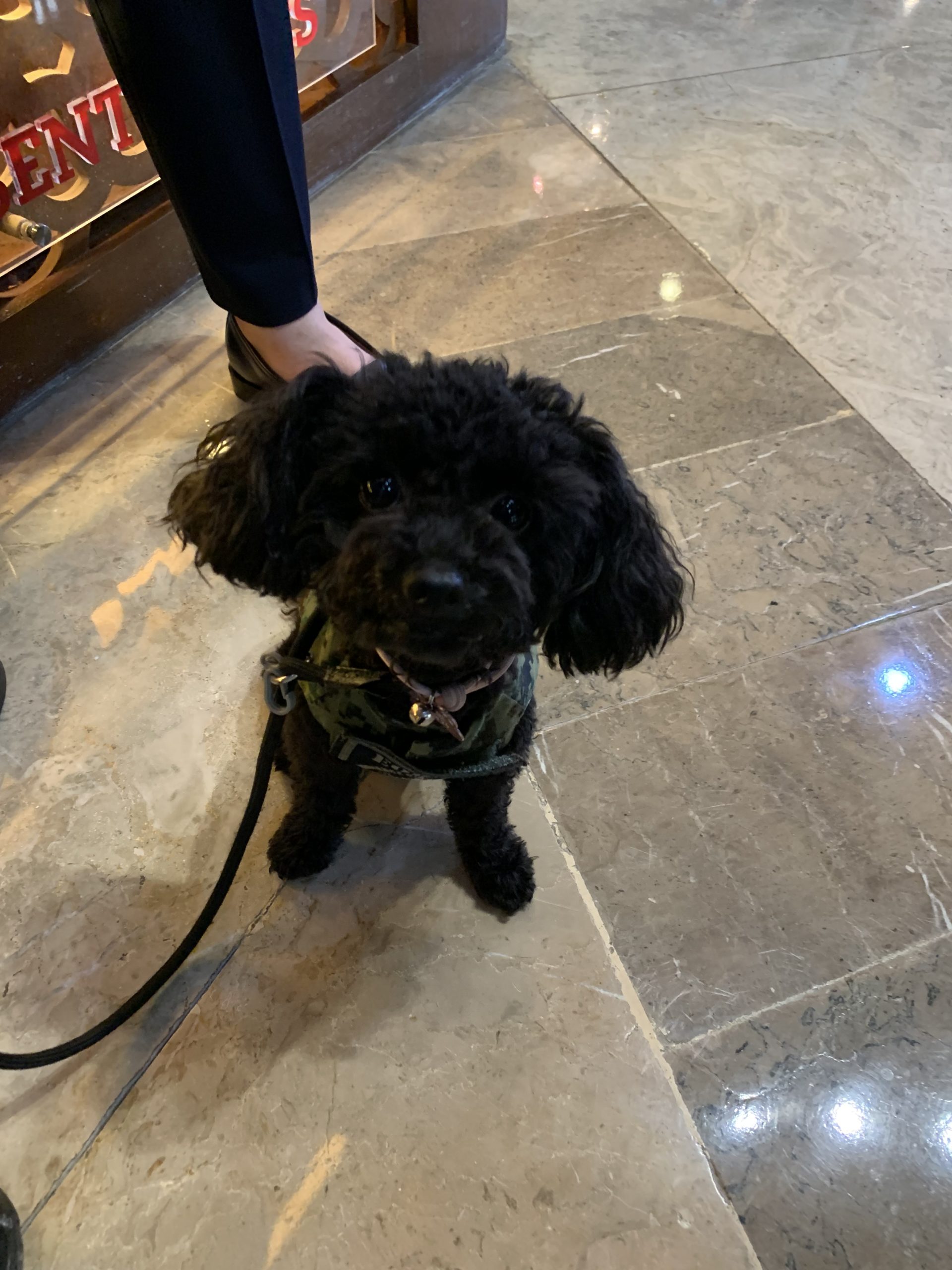 Cutest guard dog is in the House | Inquirer News