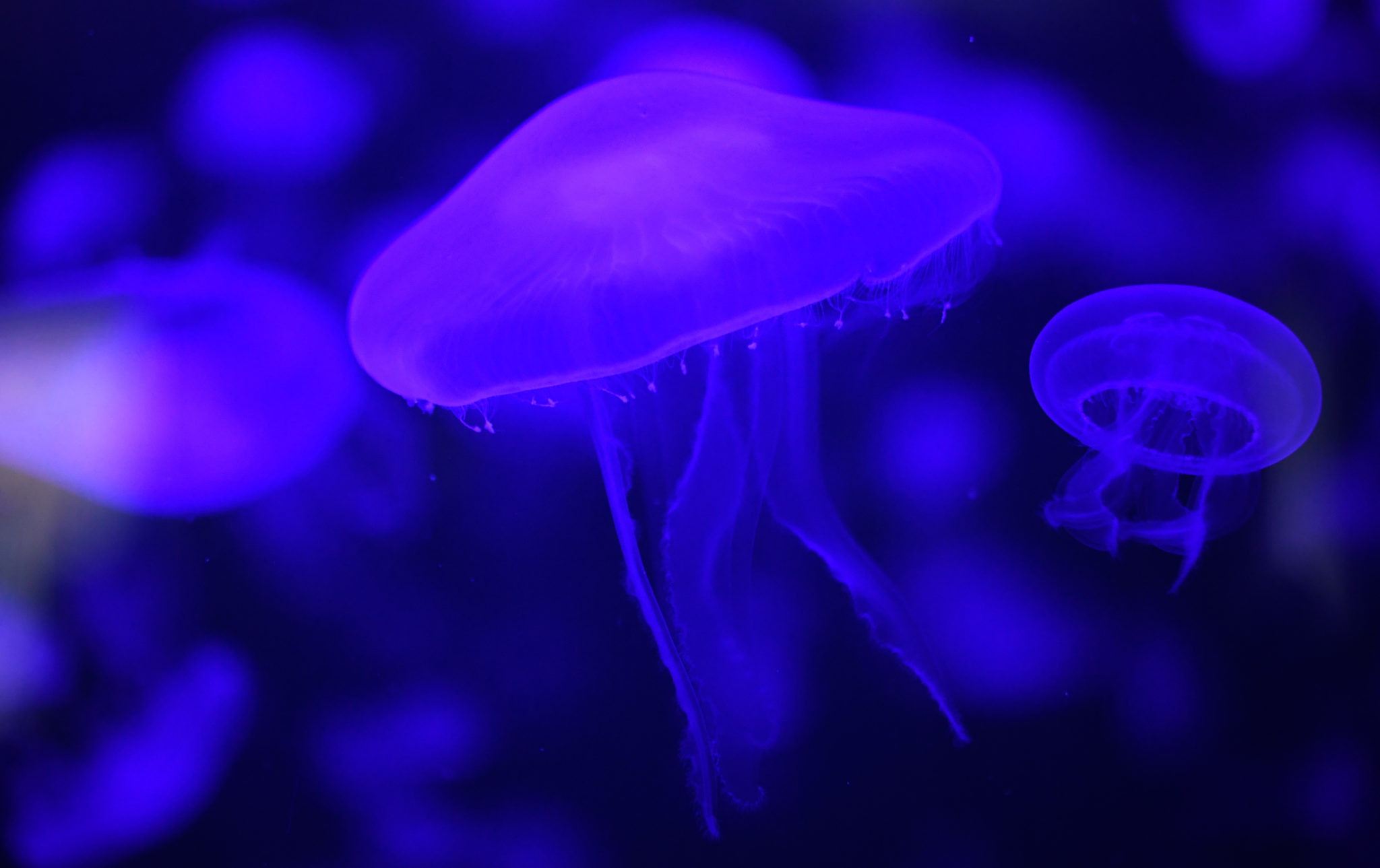 Life in the abyss, a spectacular and fragile struggle for survival ...