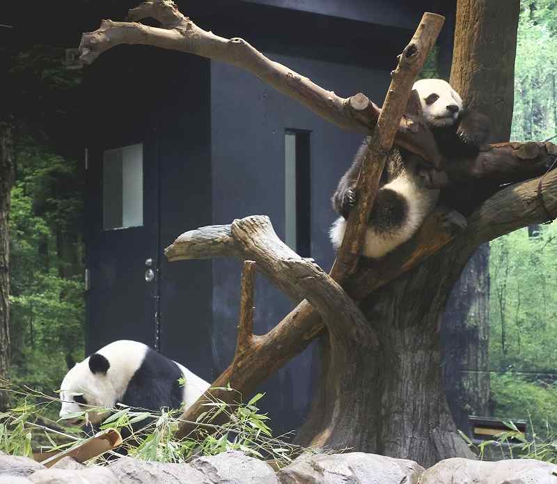 Birthday party held for twin panda cubs at Tokyo's Ueno Zoo | Inquirer News