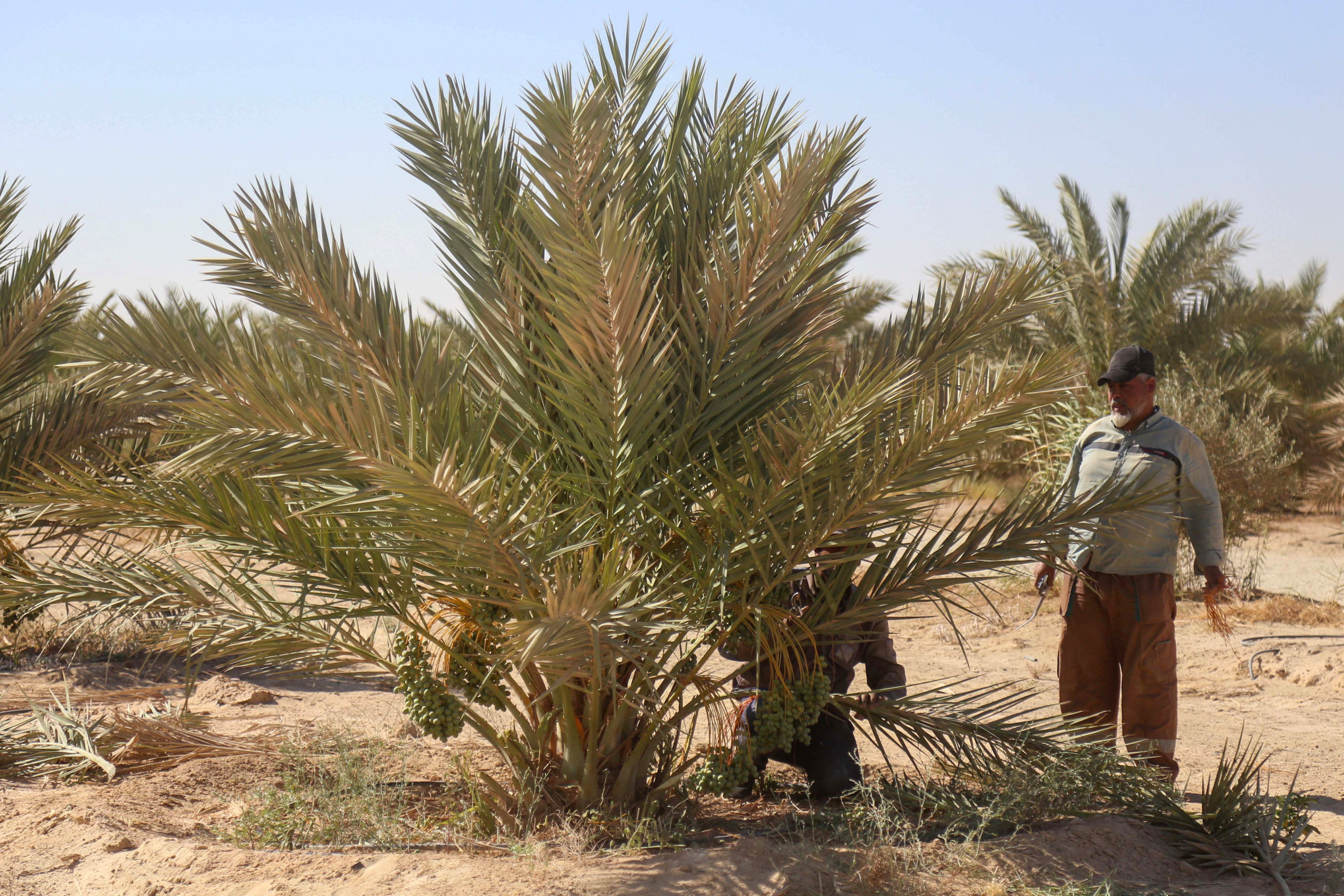 Iraq’s date palms: rescuing a national icon | Inquirer News
