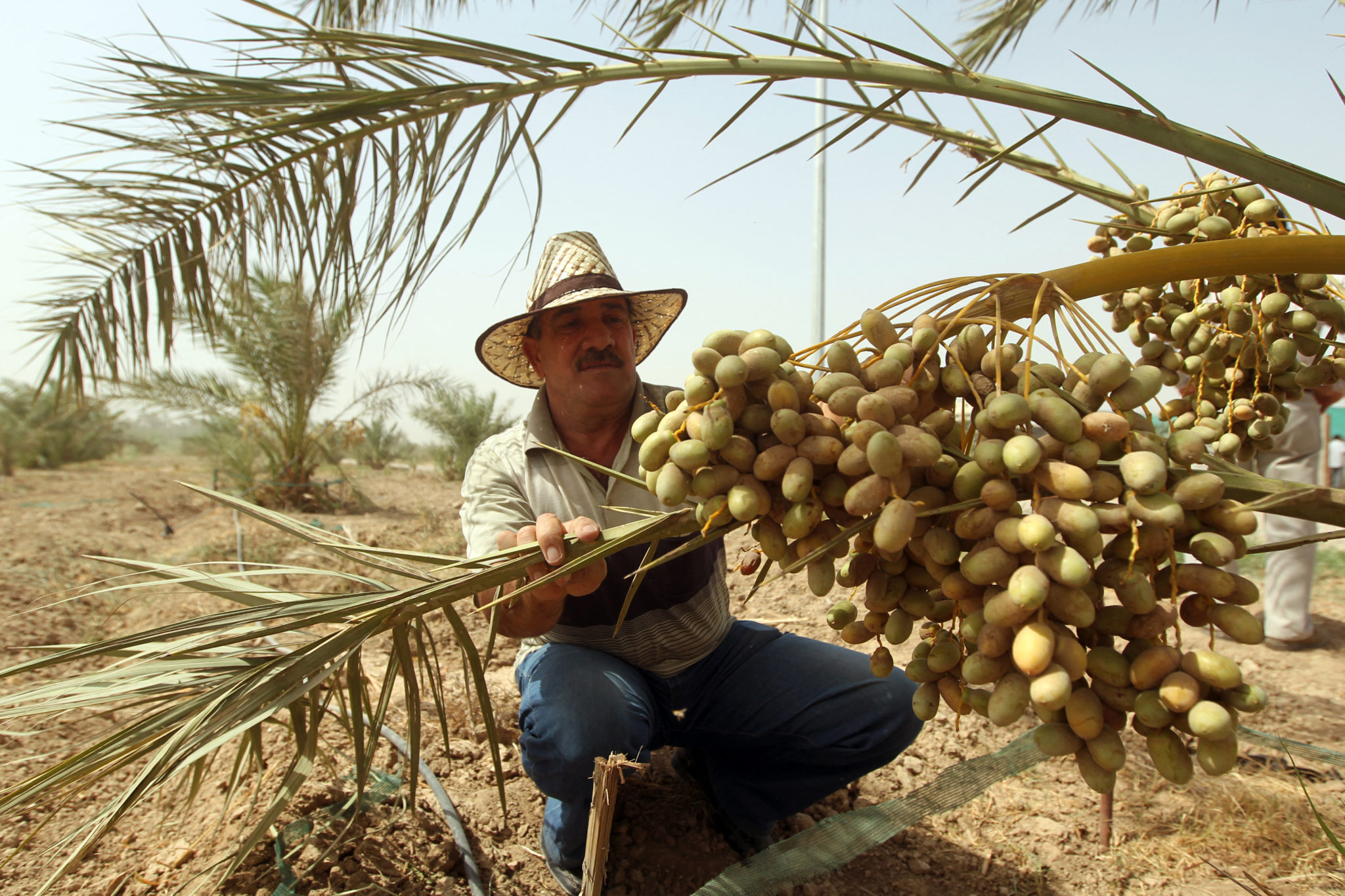 Iraq’s date palms: rescuing a national icon | Inquirer News