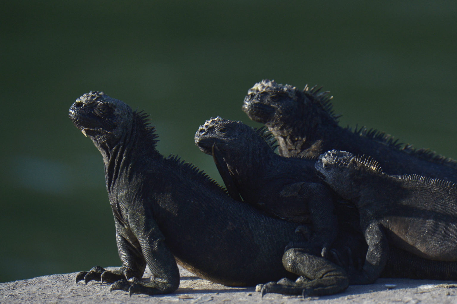 Endangered pink iguana hatchlings seen for first time on Galapagos ...