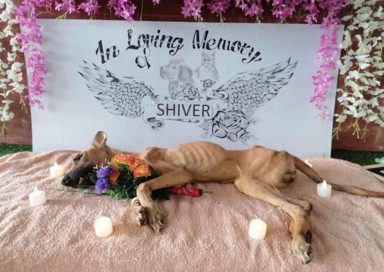 Saving the homeless: How stray animals struggle to find homes amid ...