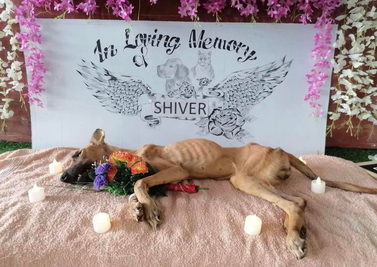 Saving the homeless: How stray animals struggle to find homes amid ...