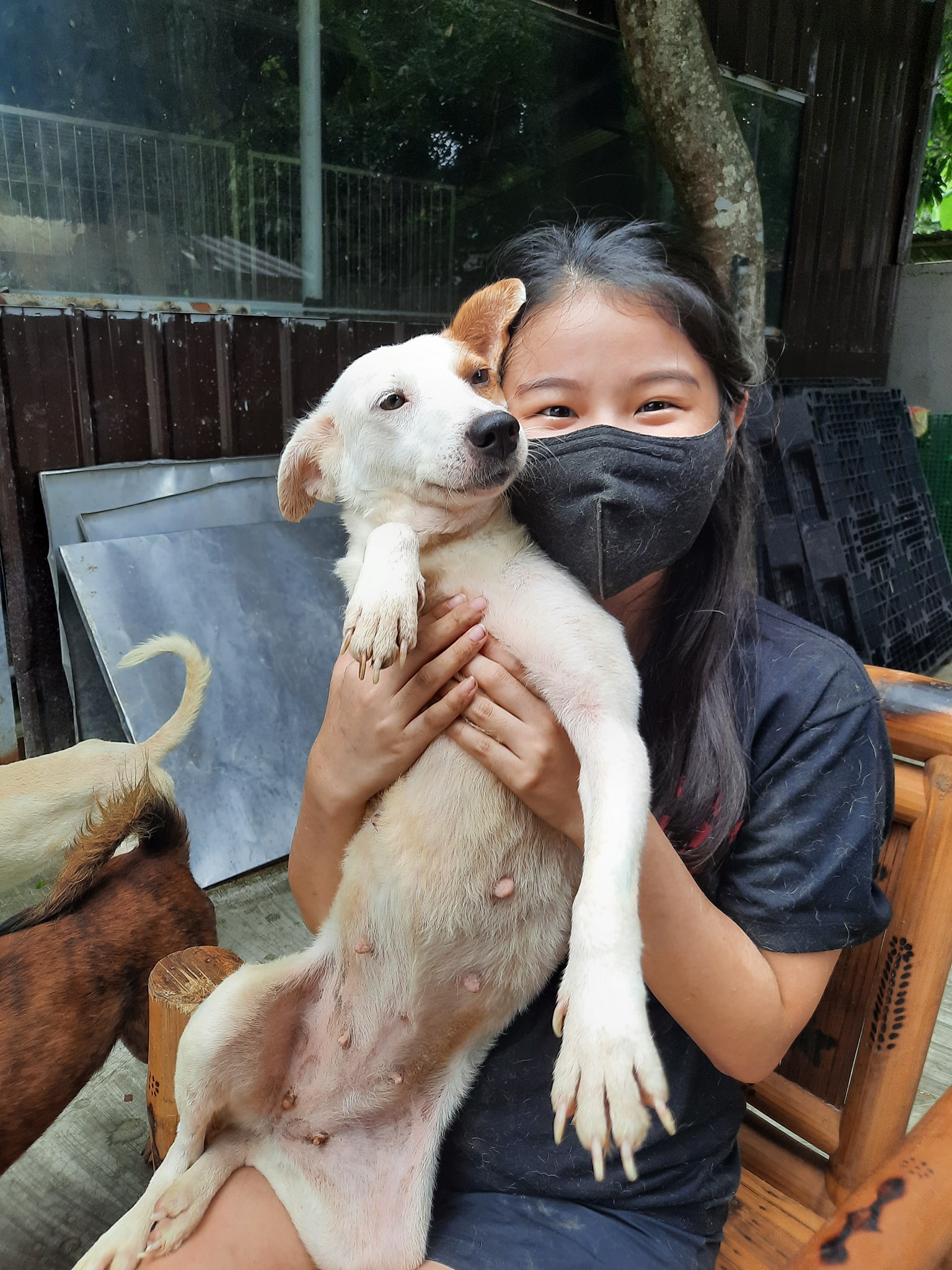 Saving the homeless: How stray animals struggle to find homes amid ...