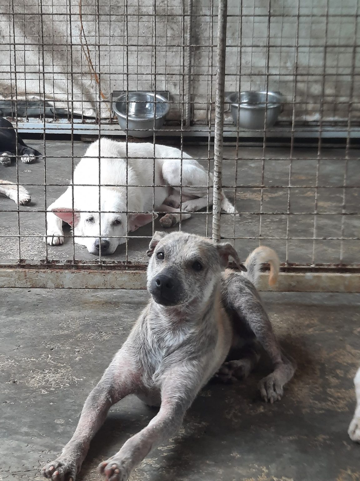 Saving the homeless: How stray animals struggle to find homes amid ...