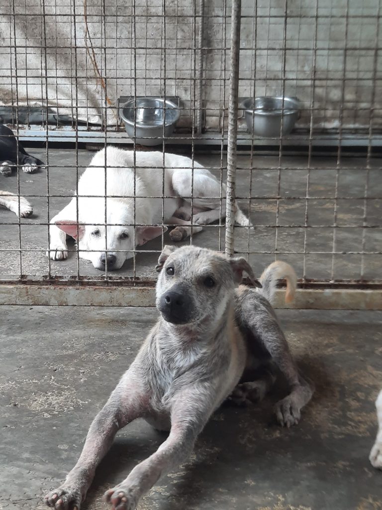 Saving the homeless: How stray animals struggle to find homes amid ...