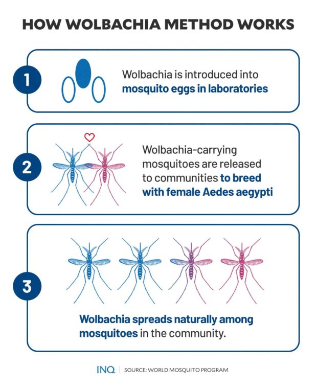 Changing mosquito genes, spreading bacteria: Science sees success vs dengue | Inquirer News