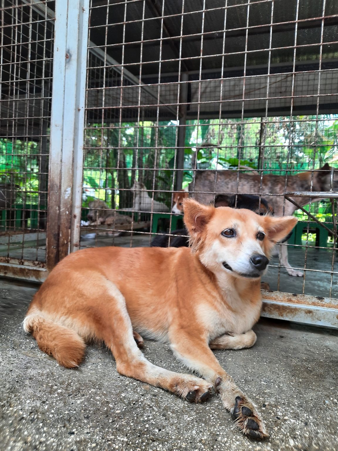 Saving the homeless: How stray animals struggle to find homes amid ...