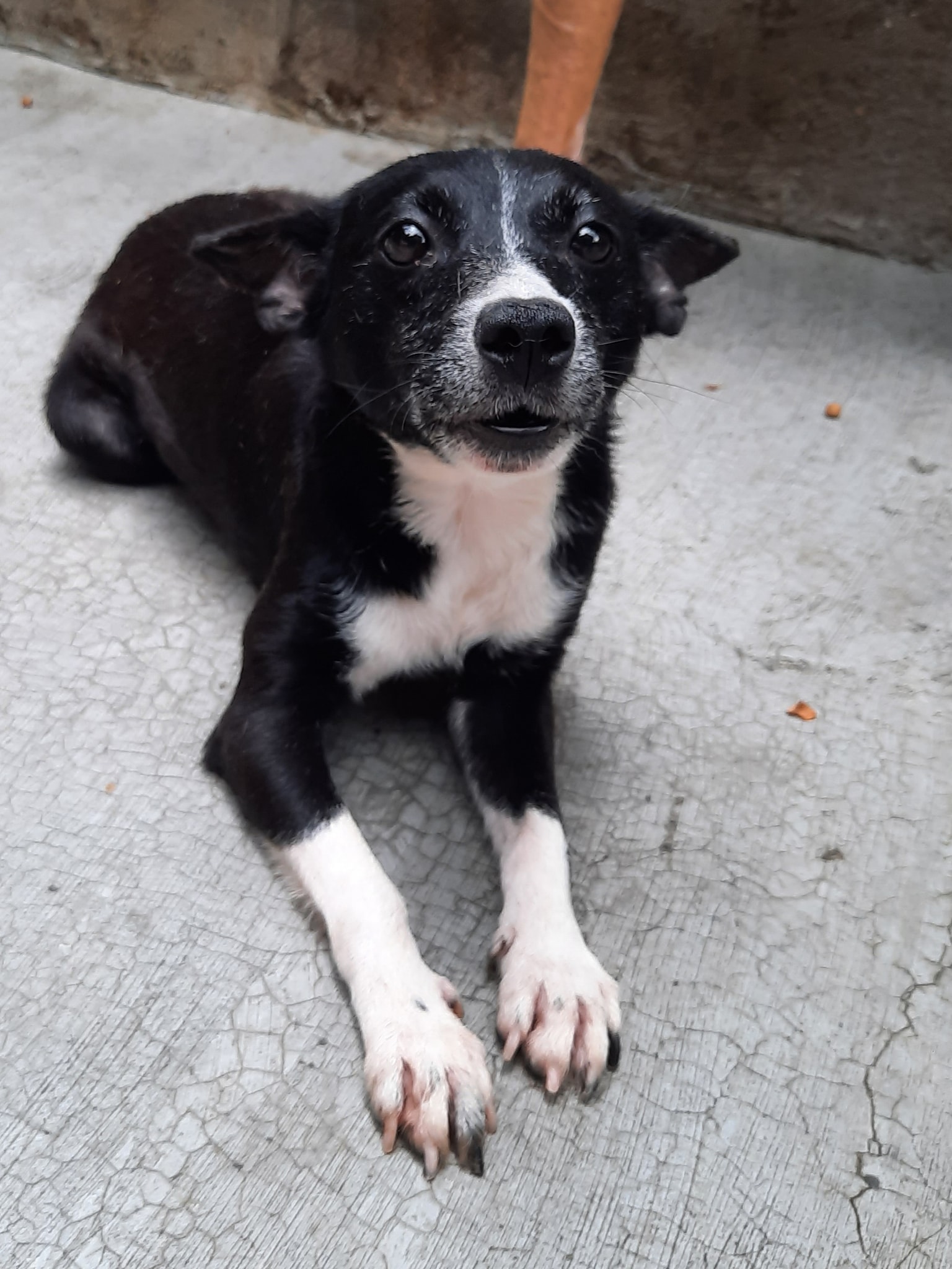 Saving the homeless: How stray animals struggle to find homes amid ...