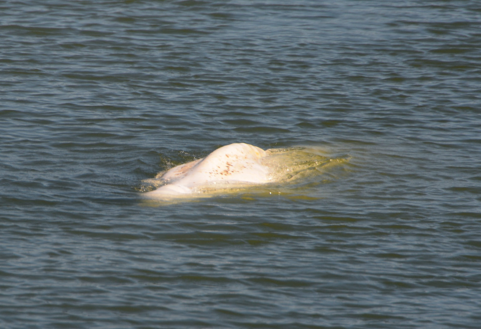 'Little hope' of saving beluga whale stranded in Seine river | Inquirer ...