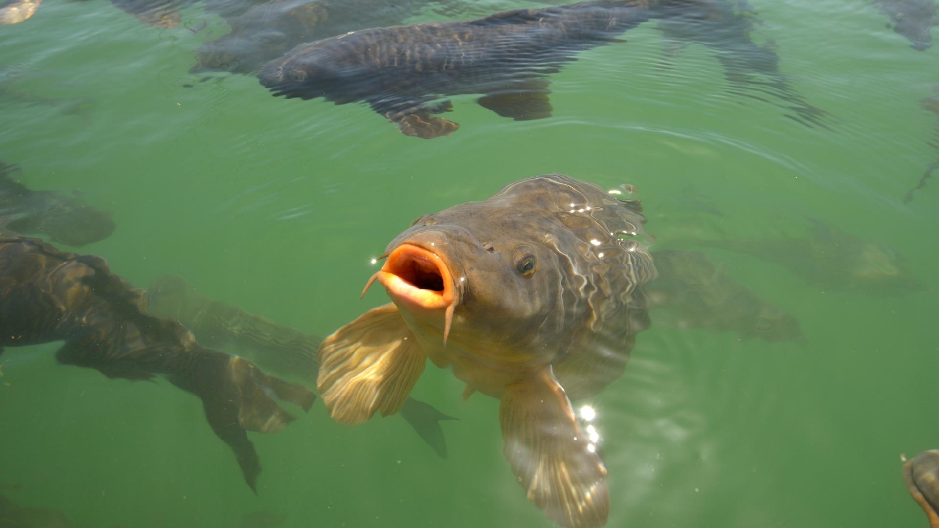 What’s in a name? Illinois hopes to make invasive carp fish more ...