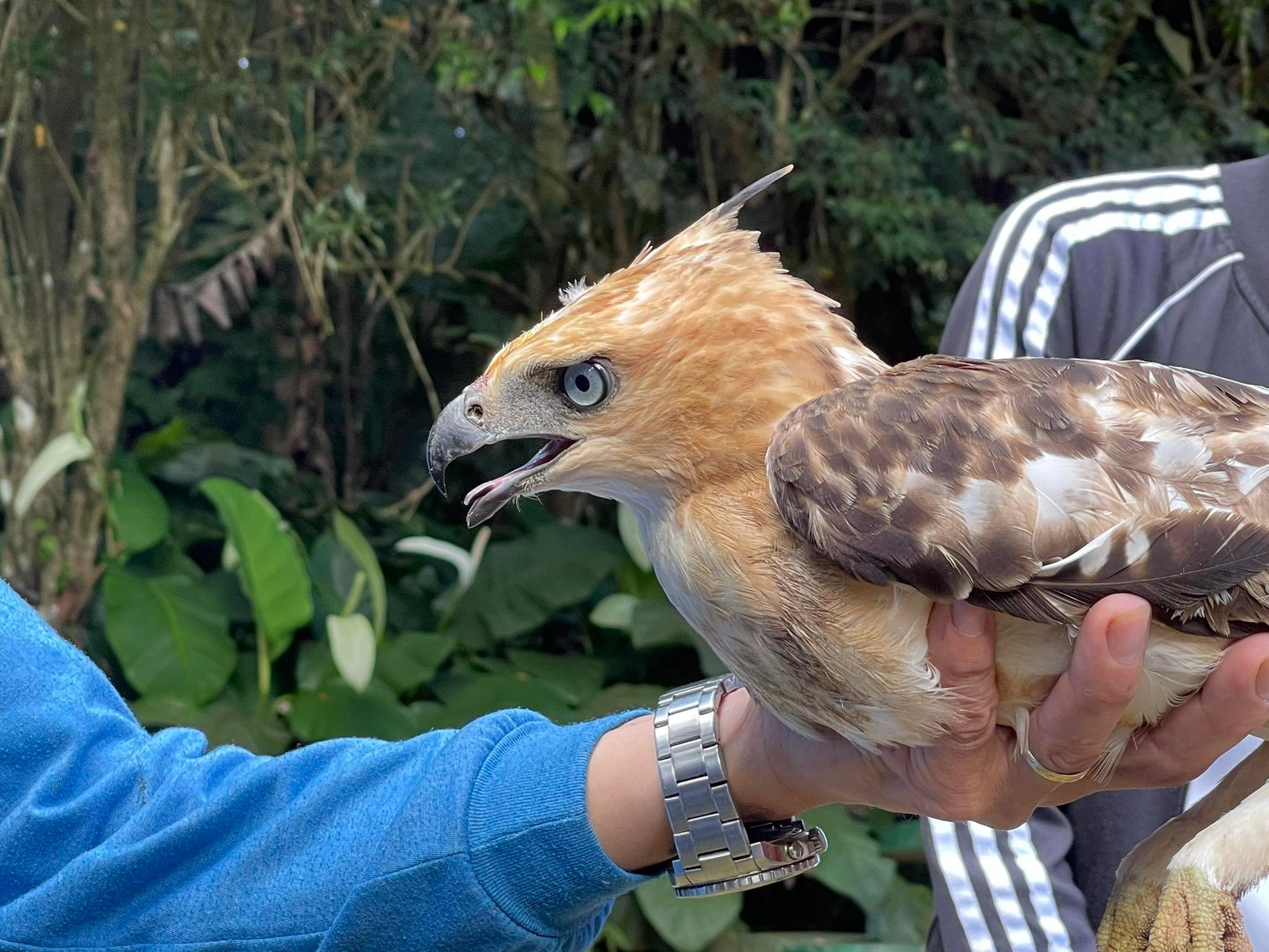 PH hawk eagle set free in Mount Banahaw | Inquirer News