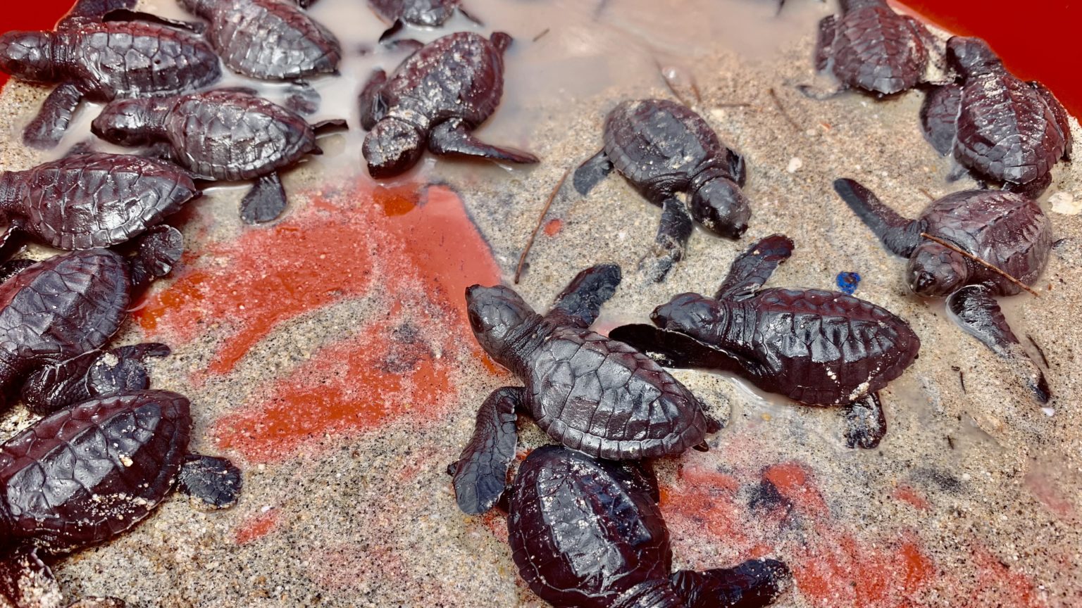 18 baby sea turtles released in Subic Bay | Inquirer News