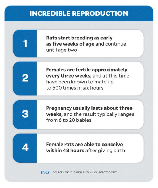Understanding rats: Why they win most of the time | Inquirer News