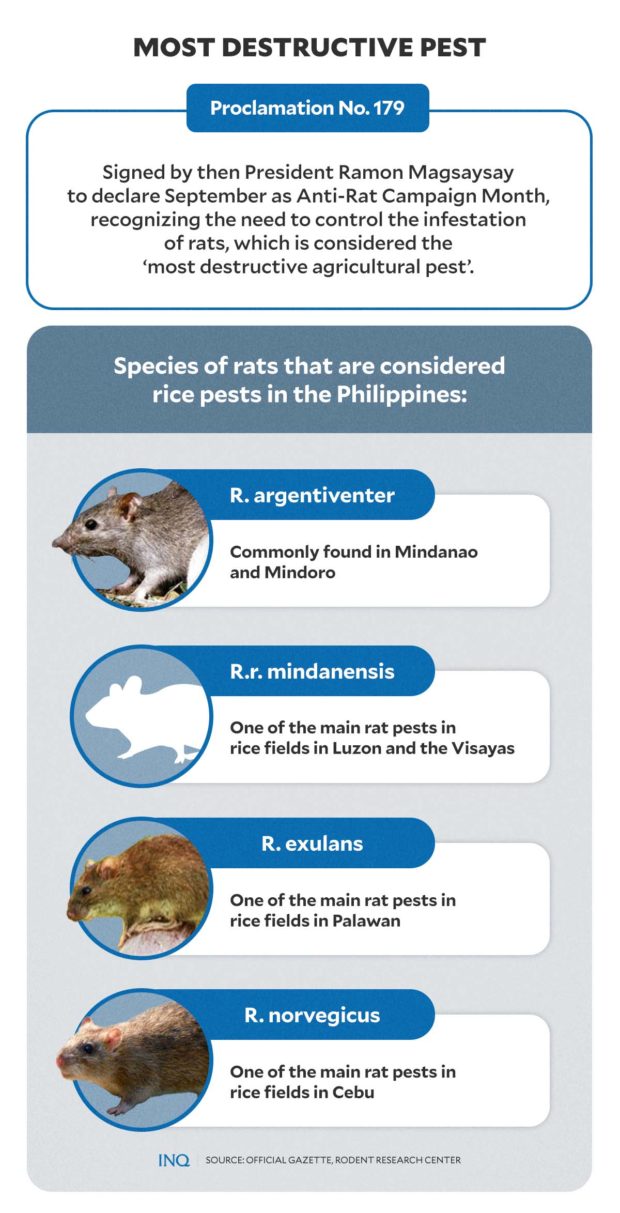 Understanding rats: Why they win most of the time | Inquirer News