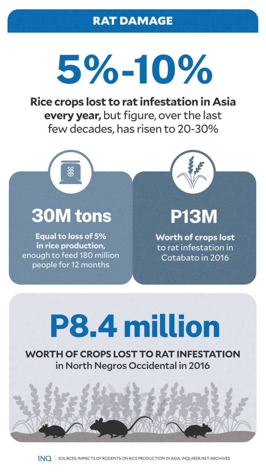 Understanding rats: Why they win most of the time | Inquirer News