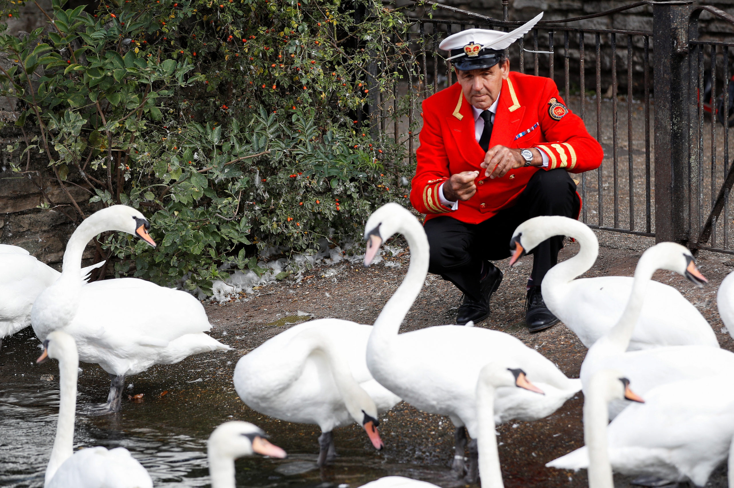Britain's swans get new owner with royal succession | Inquirer News