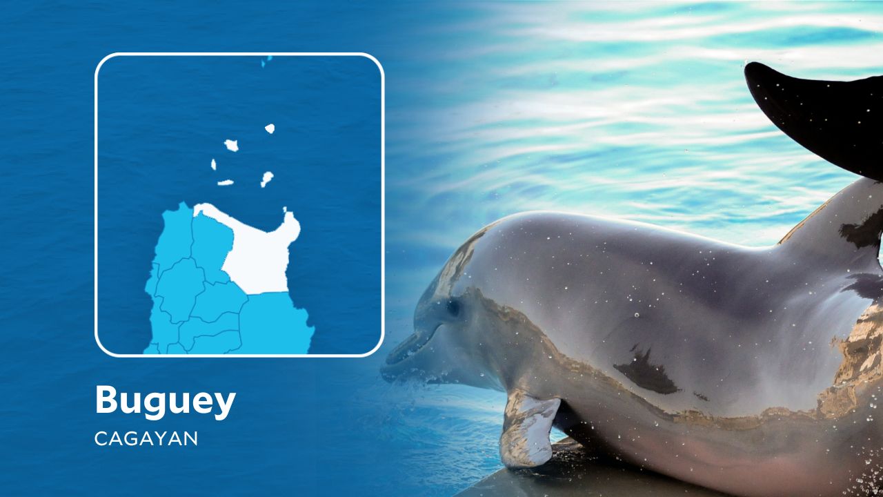 Stranded dolphin rescued in Cagayan province | Inquirer News