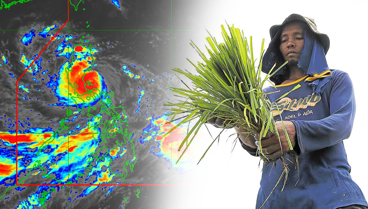 Typhoon Karding's cost of damage to PH agriculture climbs to P1.97B ...
