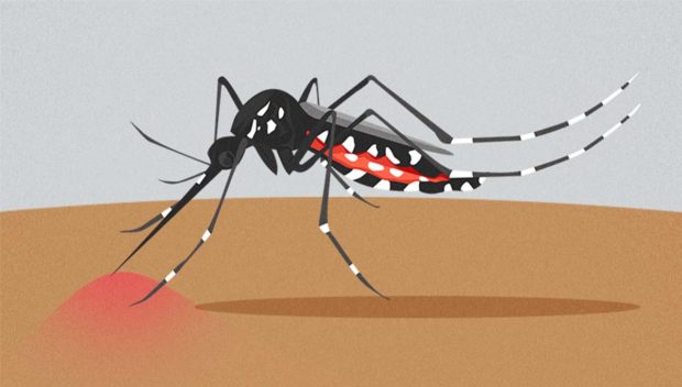Understanding mosquito bites: Why you’re a target, why they itch ...