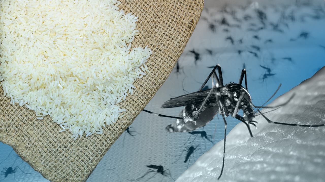 Cavite barangay offers kilo of rice in exchange for plate of mosquitoes ...