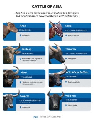 10,000 to less than 500: How people are driving the tamaraw to ...