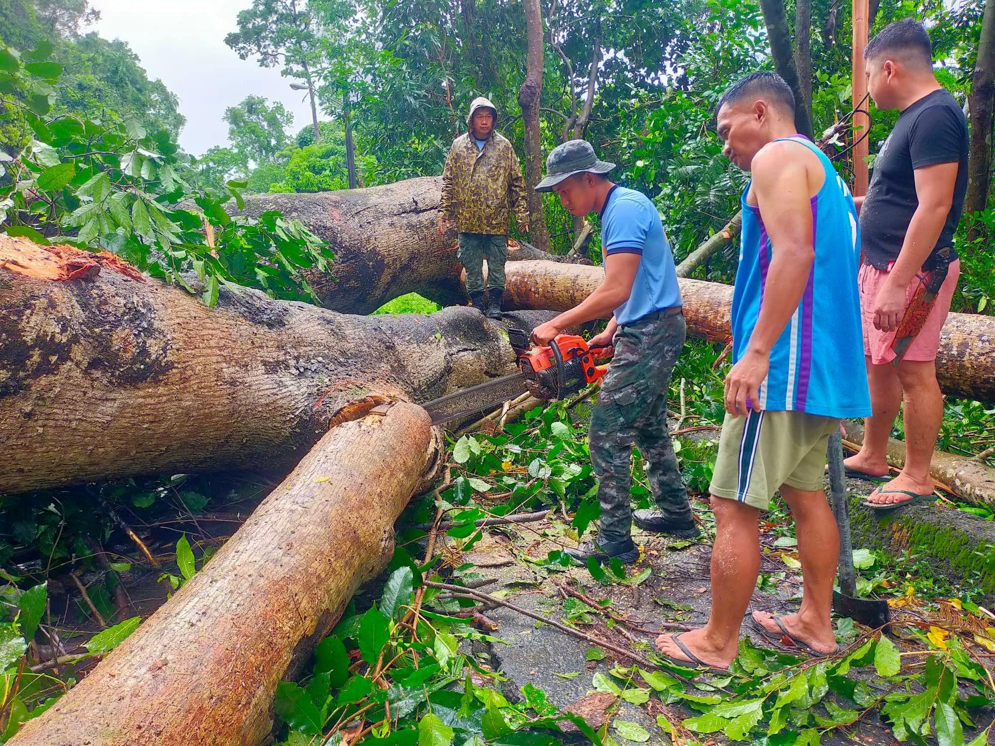 Fallen trees removed from roads in Subic Bay Freeport | Inquirer News