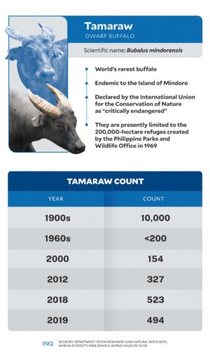 10,000 to less than 500: How people are driving the tamaraw to ...