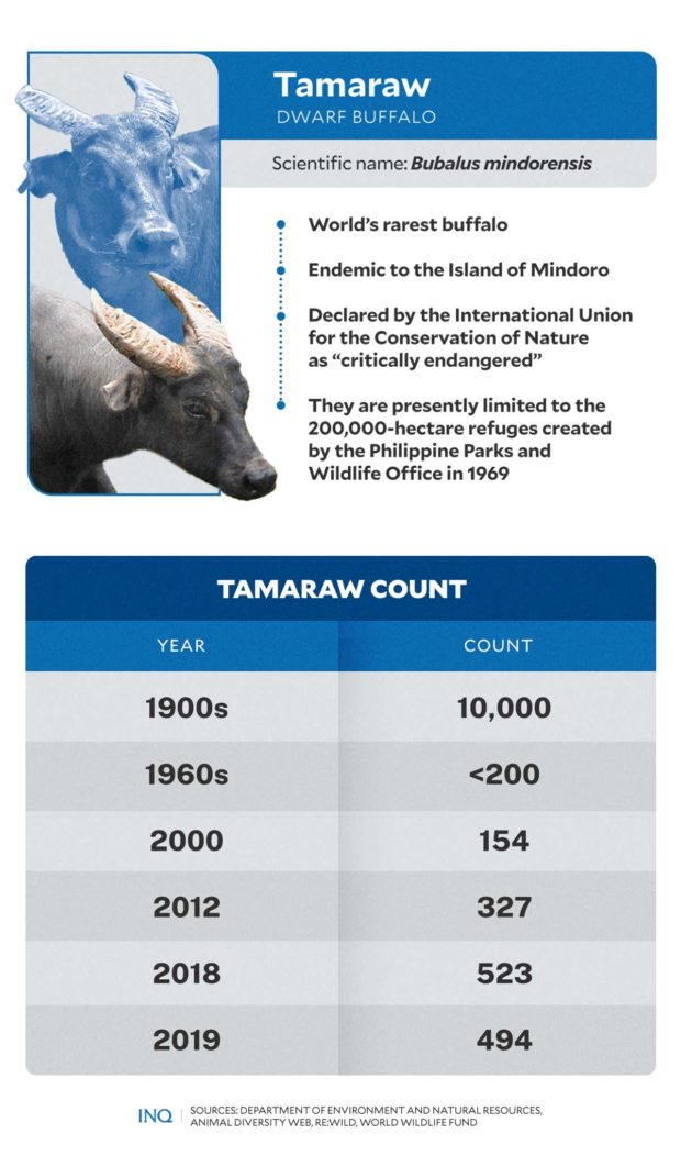 10,000 to less than 500: How people are driving the tamaraw to ...