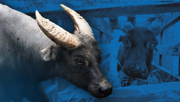 10,000 to less than 500: How people are driving the tamaraw to ...