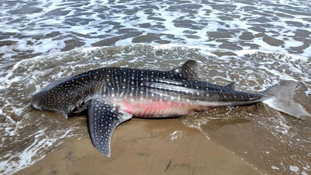 'Disoriented' whale shark die on shore of Northern Samar town ...