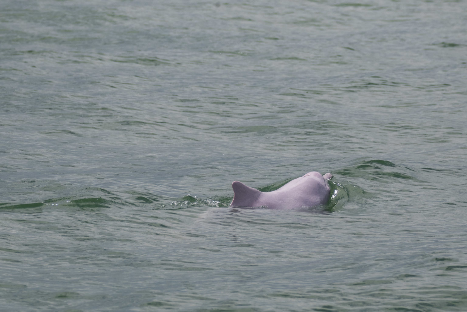 'Magical' pink dolphins rescued in Bolivia in push to boost species ...
