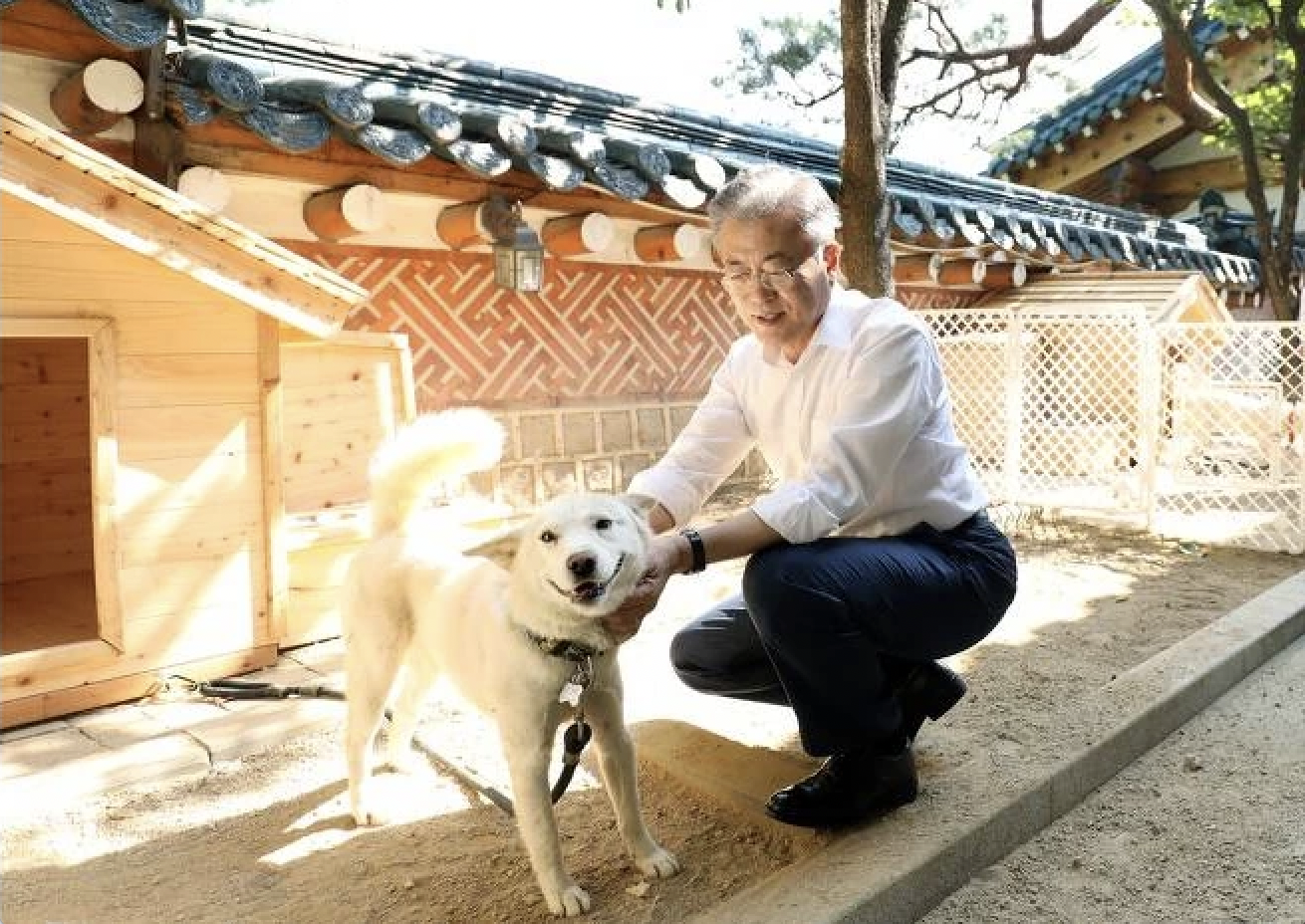 South Korea's ex-president to hand over to government 3 dogs gifted by ...