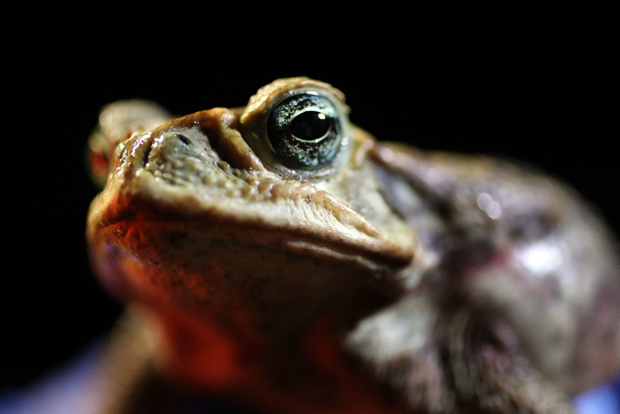 Park warning: Don’t lick psychedelic toads | Inquirer News