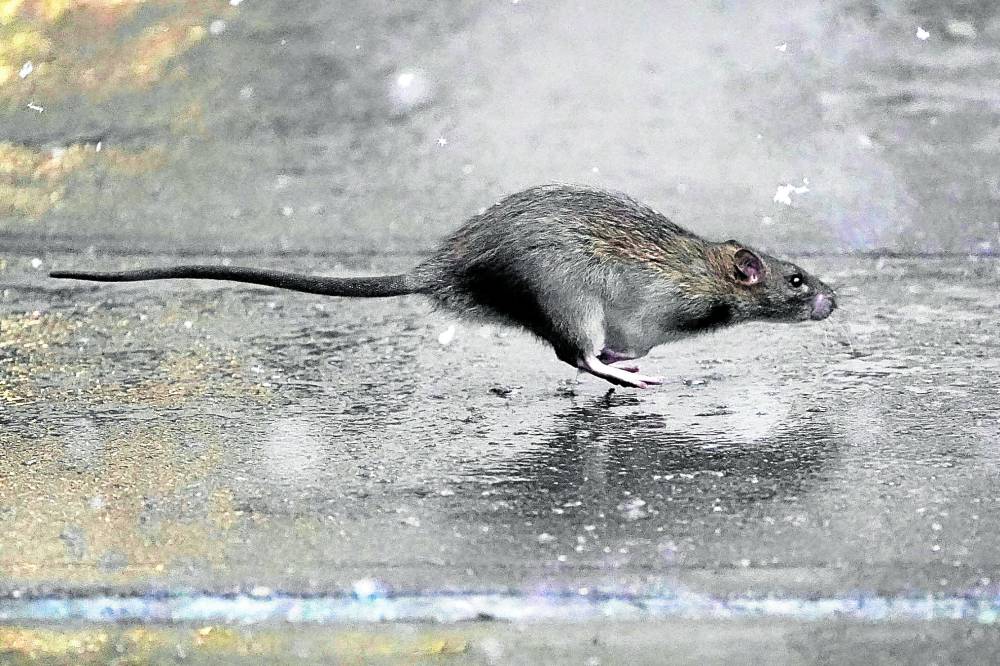 Help wanted: New York City seeks ‘badass’ rat czar | Inquirer News