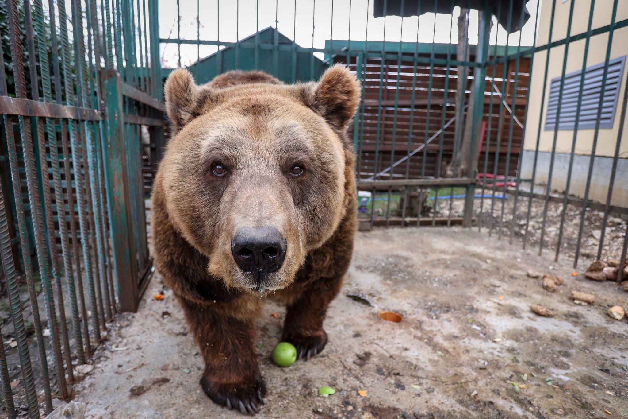 After 20 years in a cage, freedom for Albania brown bear | Inquirer News