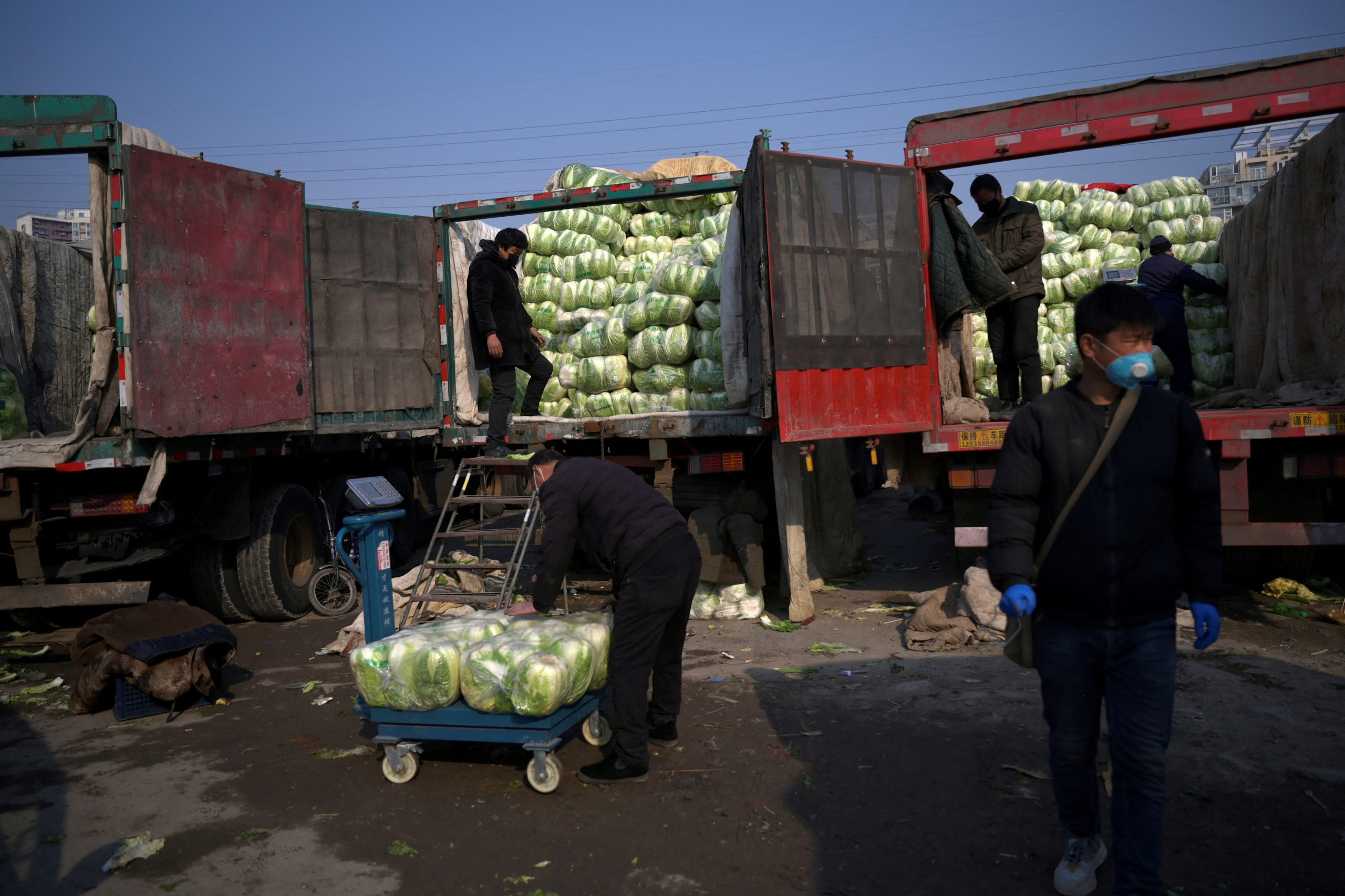 Chinese farmers let cabbages rot as COVID-19 curbs disrupt sales ...